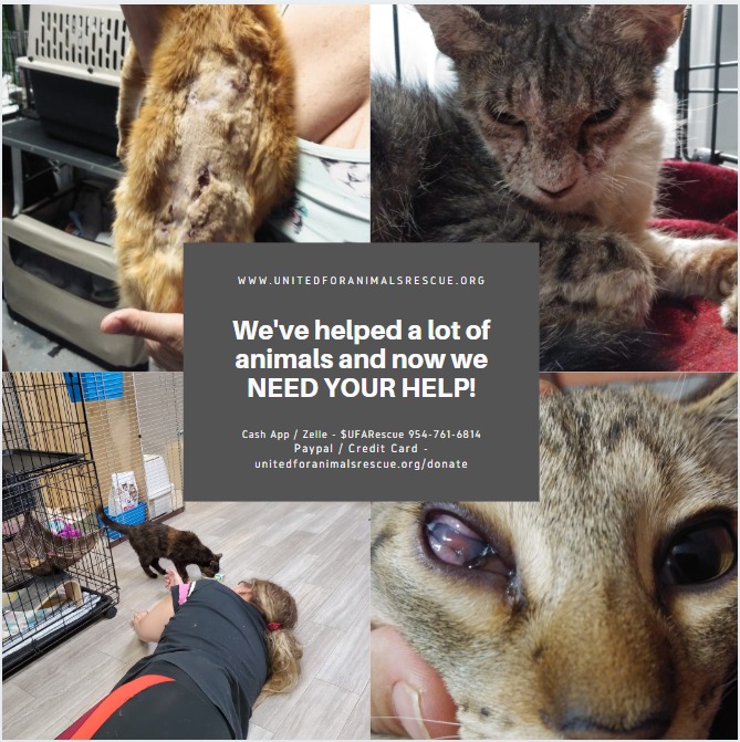 United for Animal Rescue Fundraiser | Raffle Creator