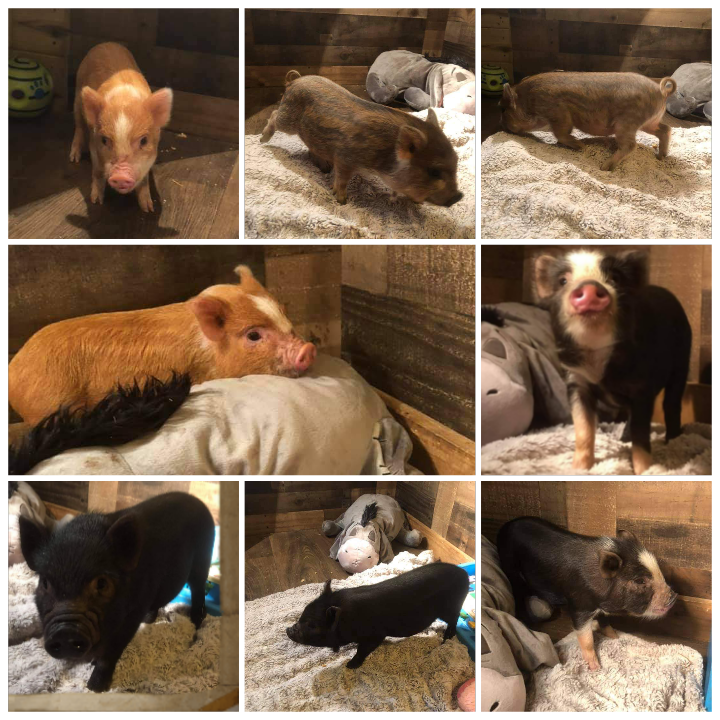 Pampered Piggles & Pinwheels -Mini Pig Raffle | Raffle Creator