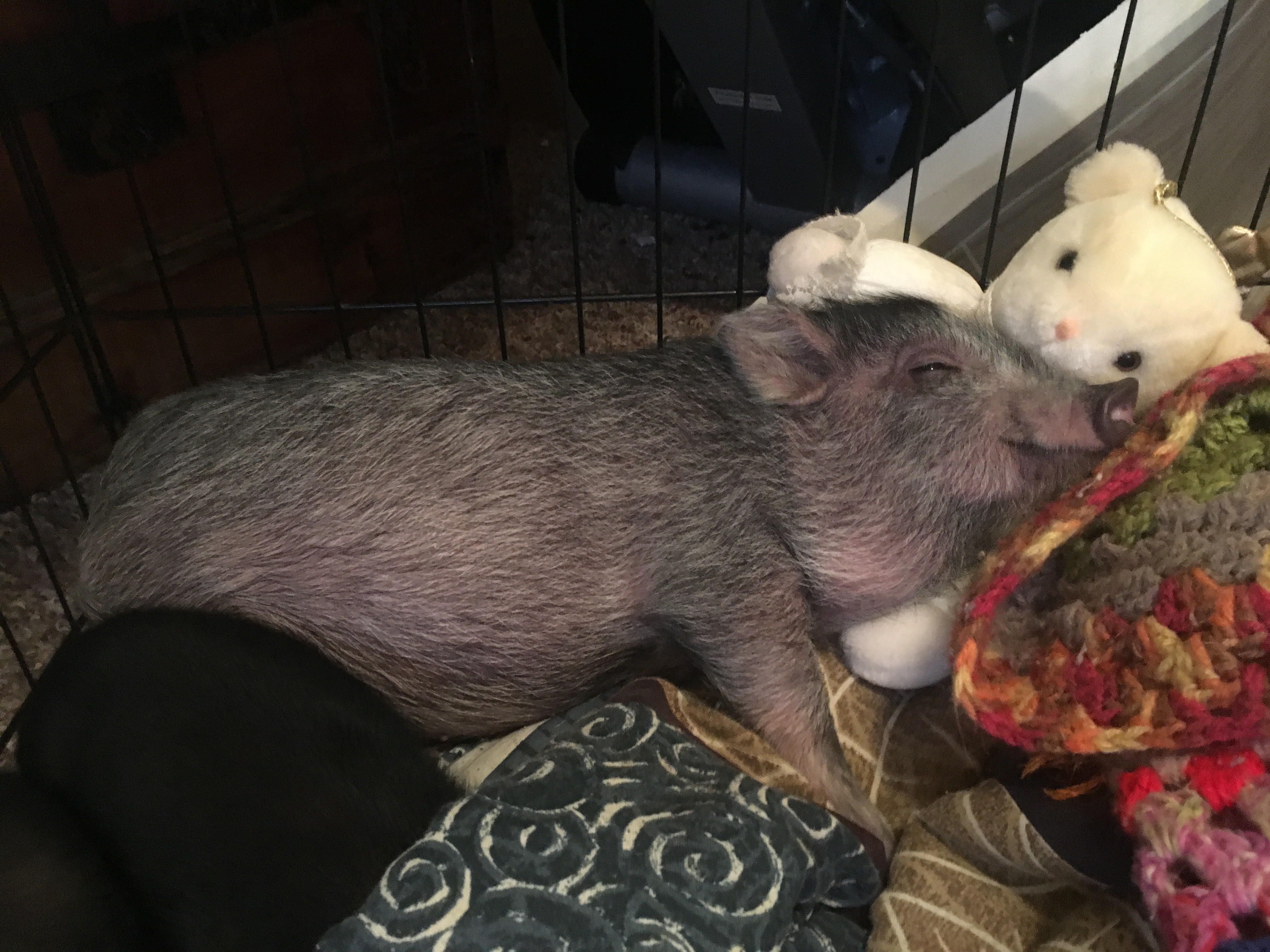 Name a piglet | Raffle Creator