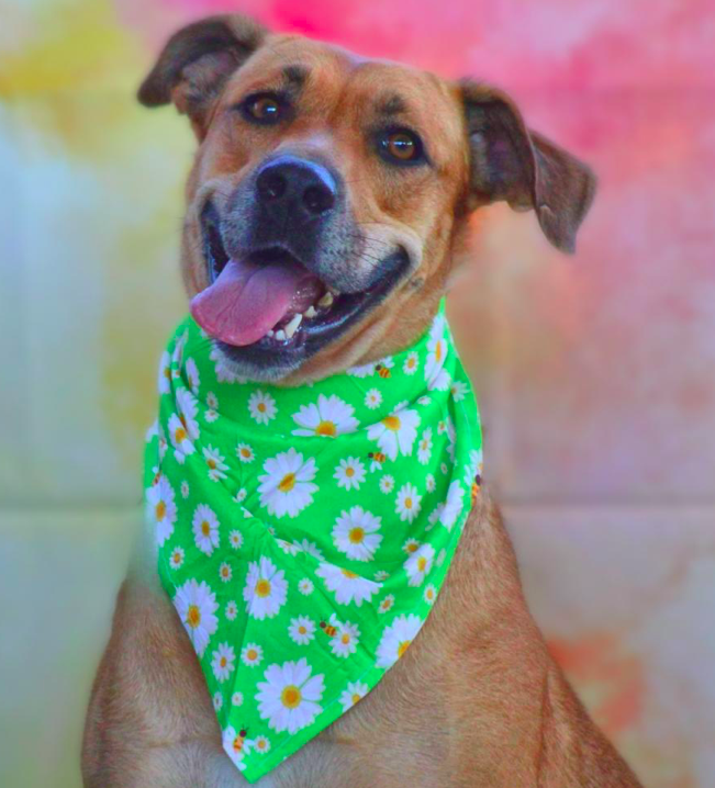 God's Dogs 2023 Raffle Fundraiser | Raffle Creator