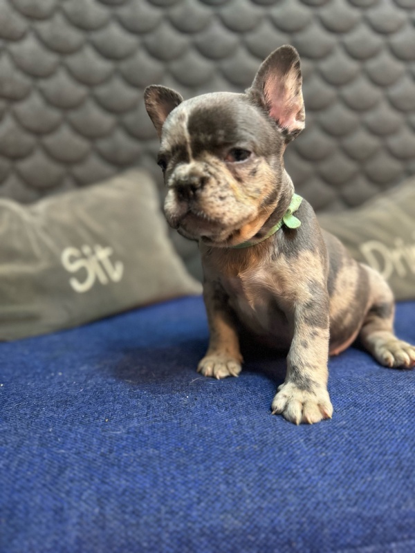 Female Merle Frenchie | Raffle Creator
