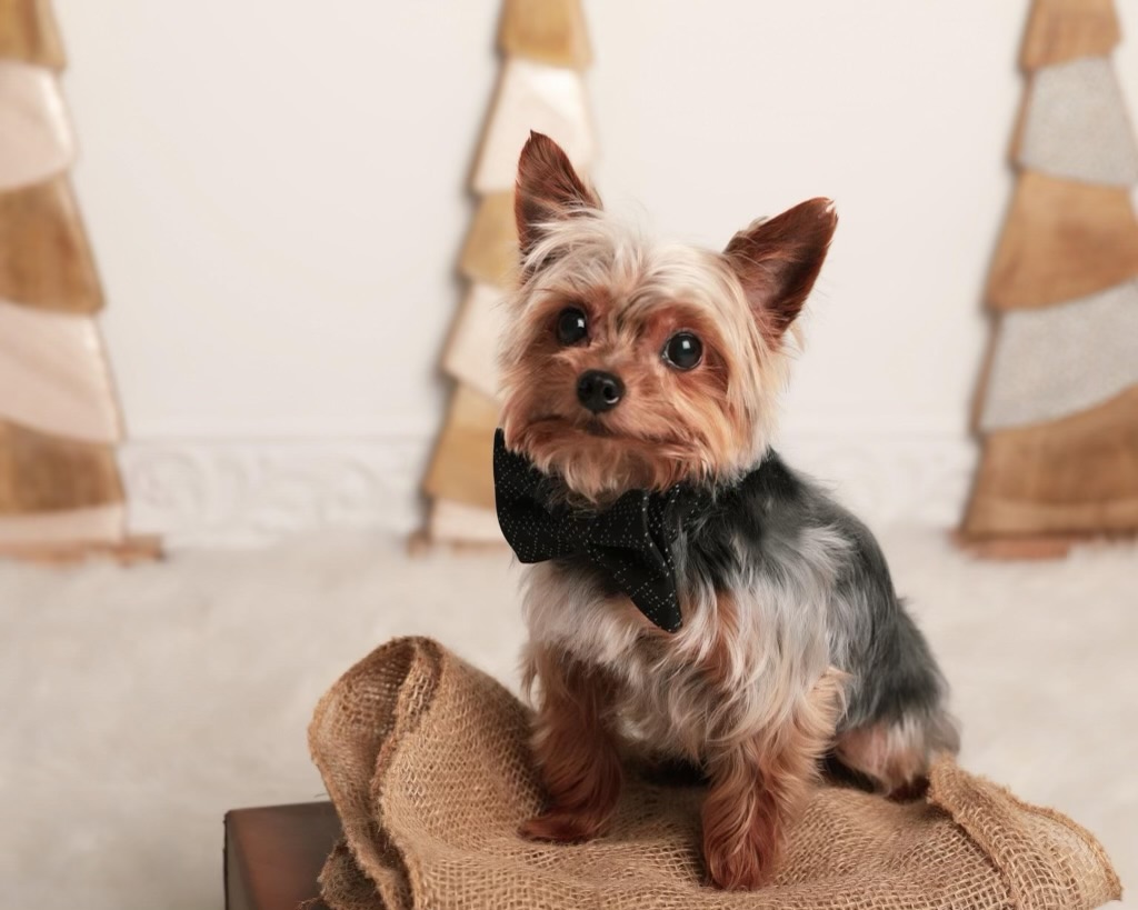 Fur Baby & Me Photoshoot | Raffle Creator