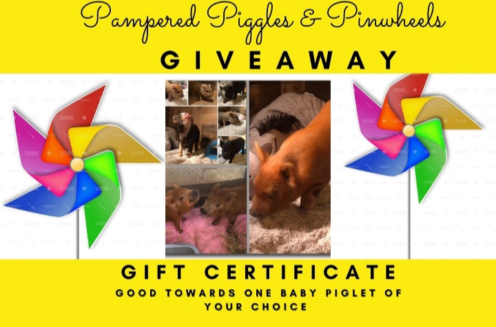 Pampered Piggles & Pinwheels -Mini Pig Raffle | Raffle Creator