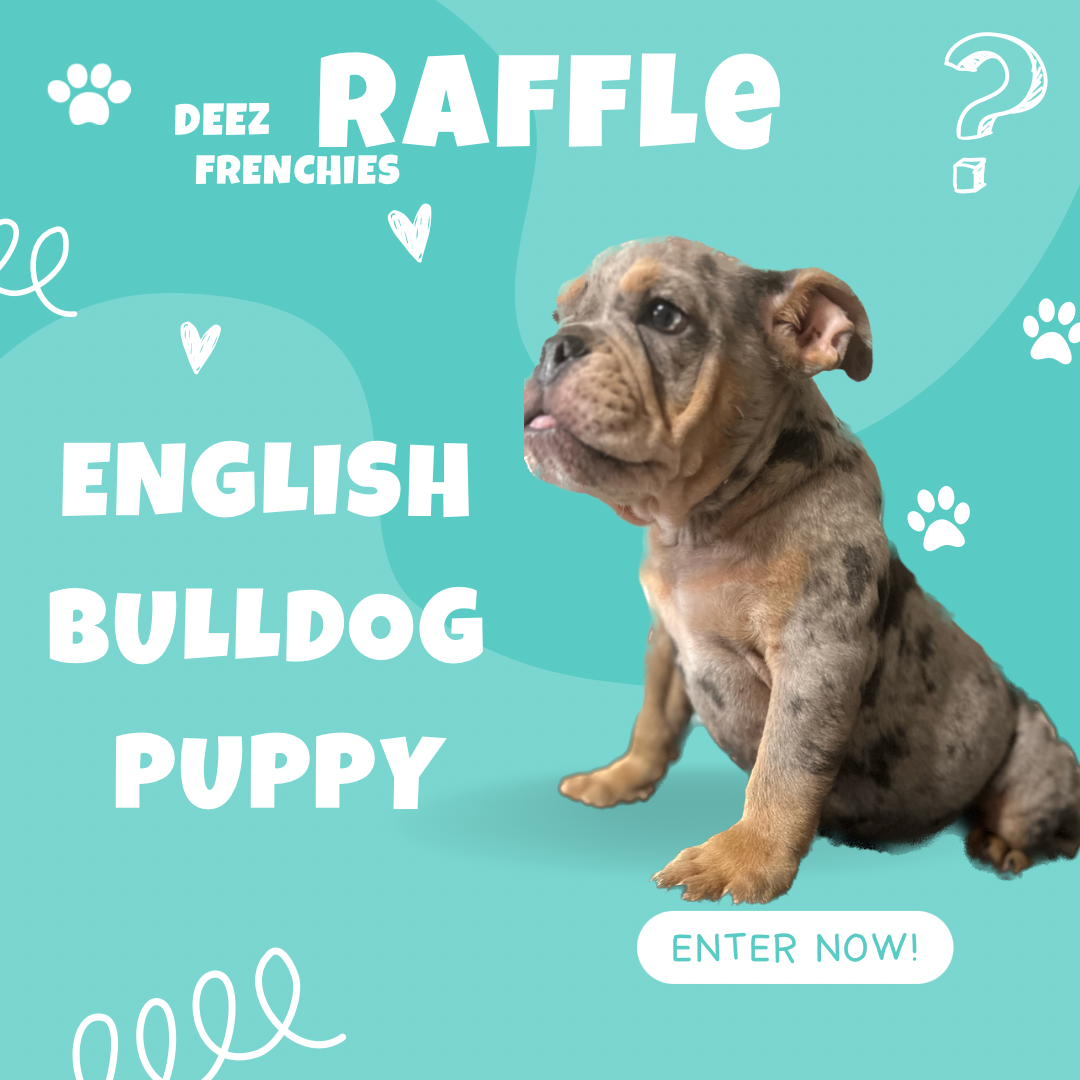 ENGLISH BULLDOG PUPPY RAFFLE | Raffle Creator