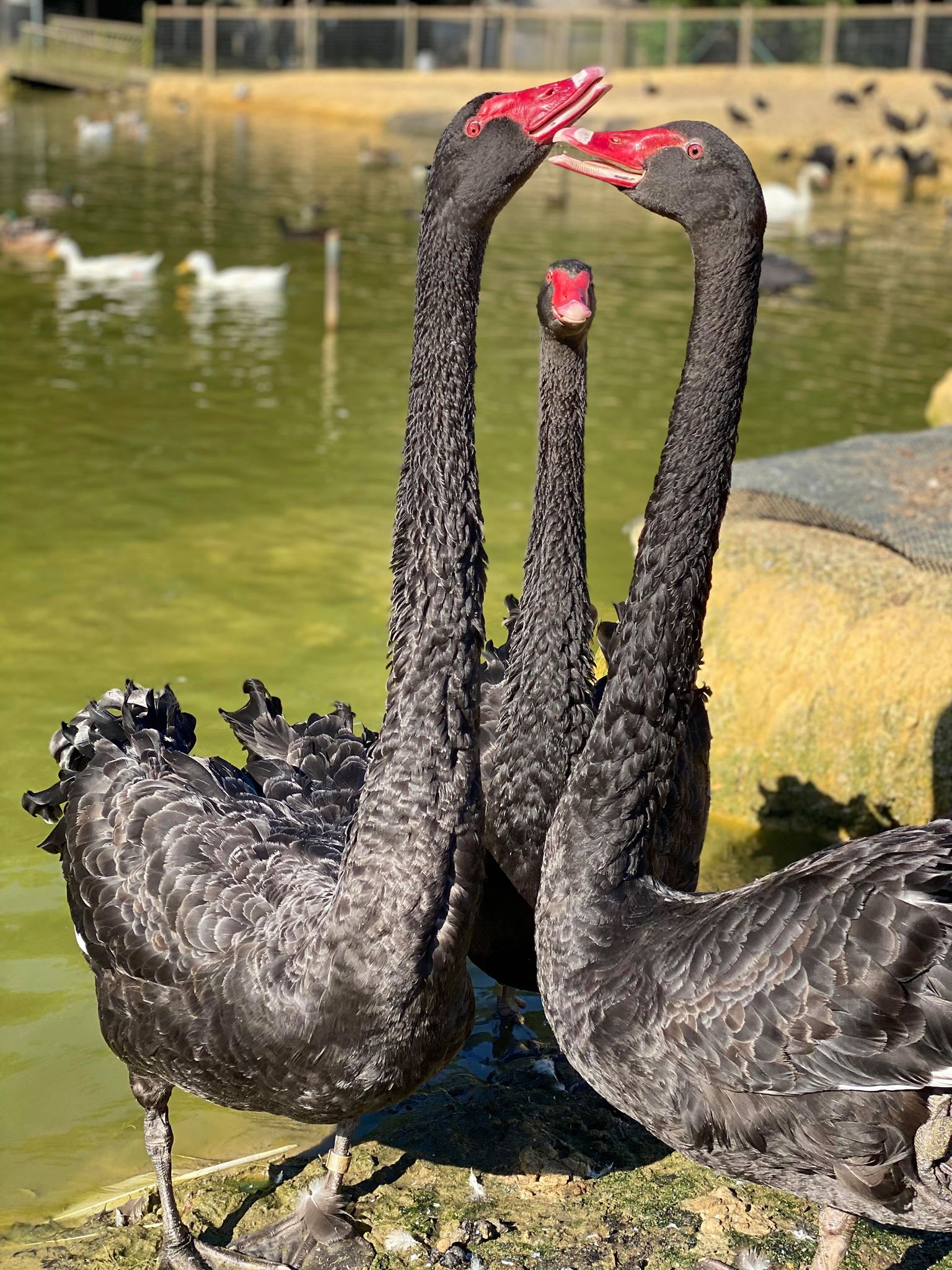 " 3 Amigos" Watercolor painting by Jim Haas | Raffle Creator