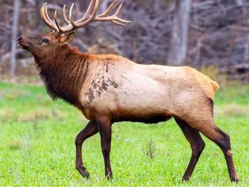 3rd Annual DGSA Raffle - Elk Hunt | Raffle Creator