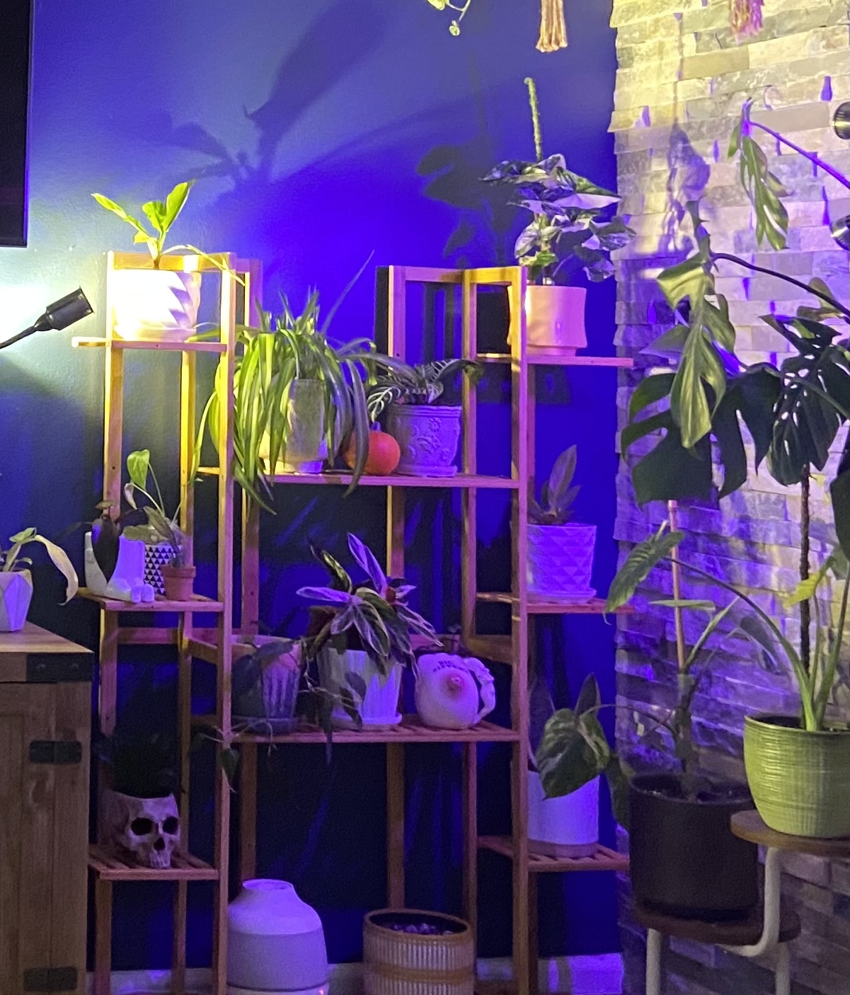 Plant Shelf Raffle | Raffle Creator