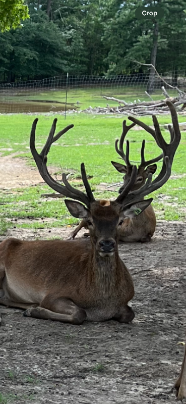 Red Stag/Elk hybrid trophy hunt | Raffle Creator