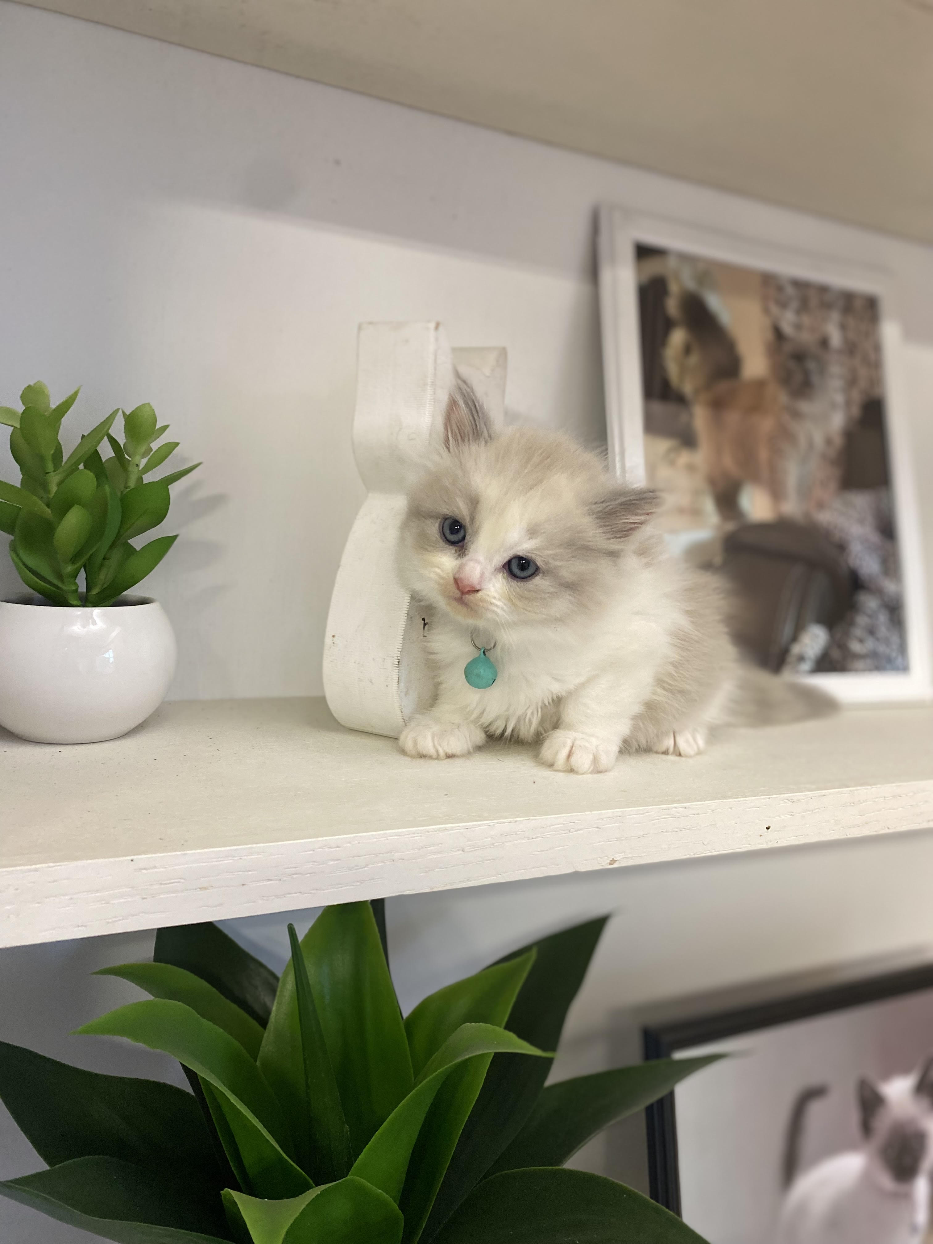 Ragdoll Kitten Raffle | Raffle Creator
