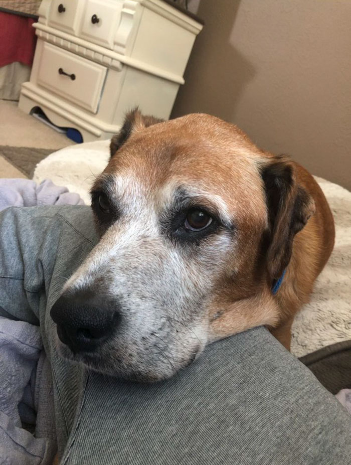 Fundraiser For my dog | Raffle Creator