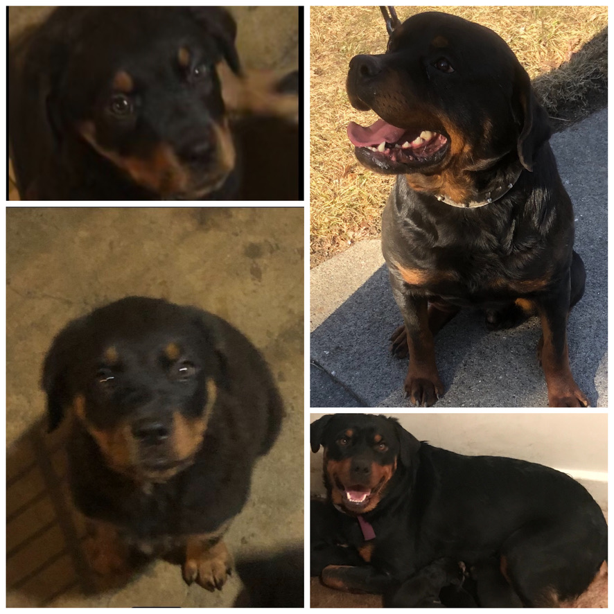 Royal Rottweiler Puppy | Raffle Creator