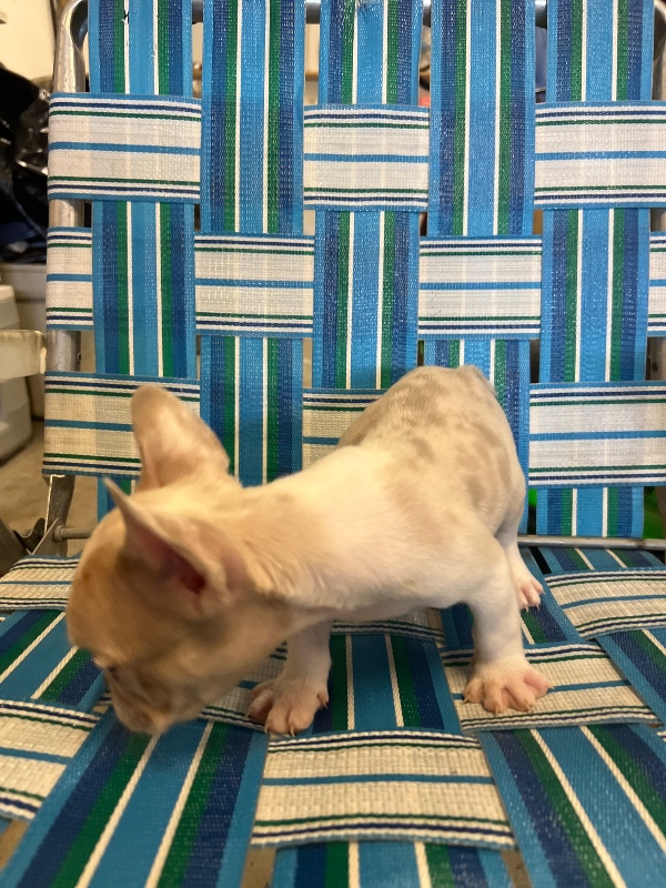 Jip’s Frenchies Giveaway | Raffle Creator